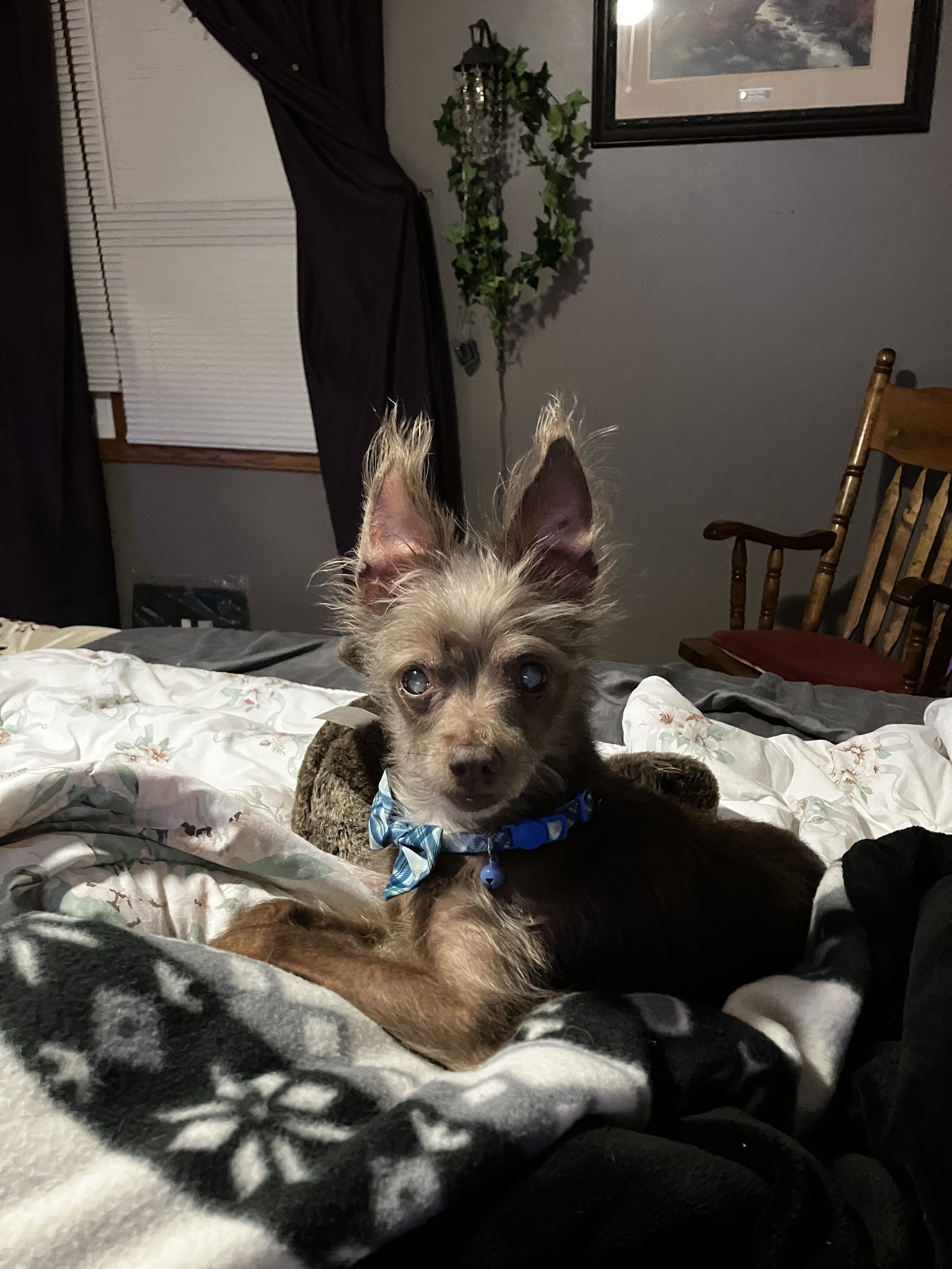 ABC Grooming LLC: Contact and Review | Local Pet Stores