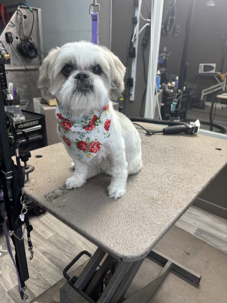 ABC Grooming LLC: Contact and Review | Local Pet Stores