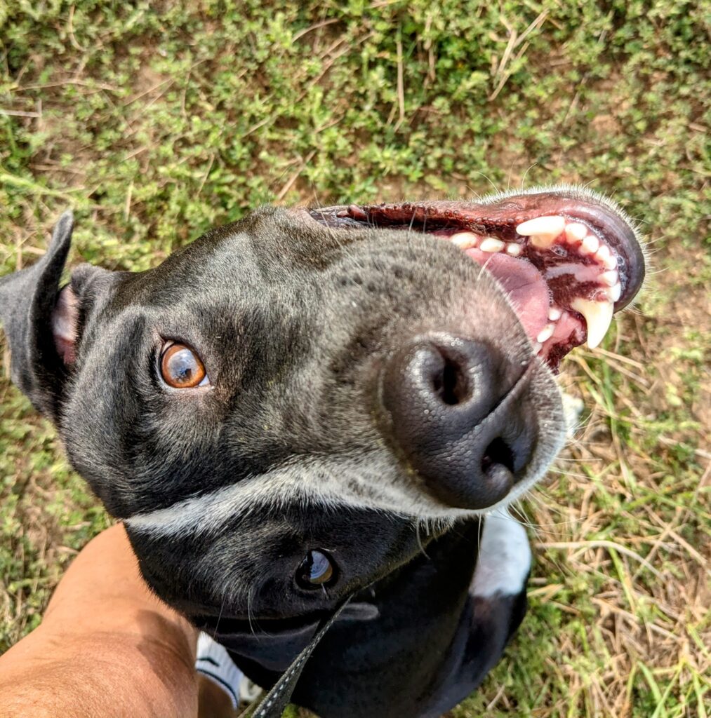 Dog Gone Pretty: Contact and Review | Local Pet Stores