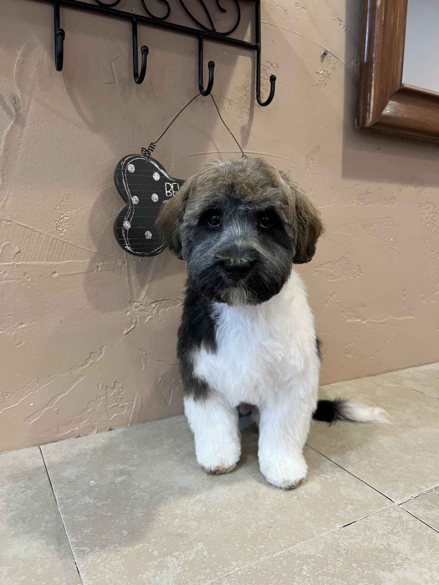 Just 4 paws: Contact and Review | Local Pet Stores