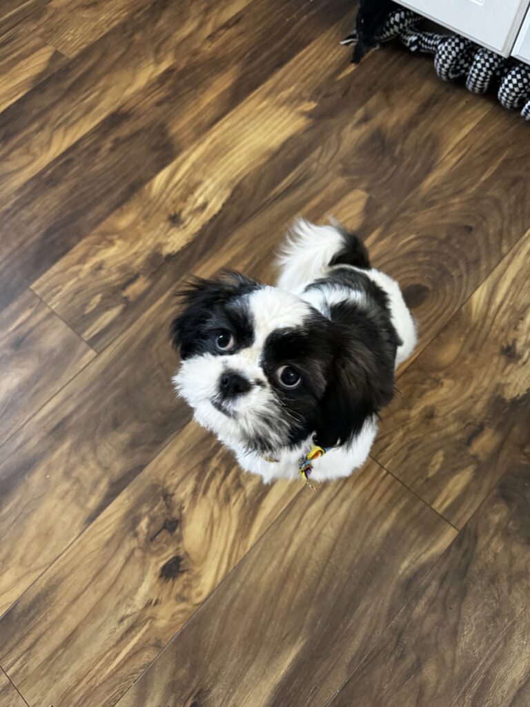 Lov-N-Kare Dog Grooming: Contact and Review | Local Pet Stores