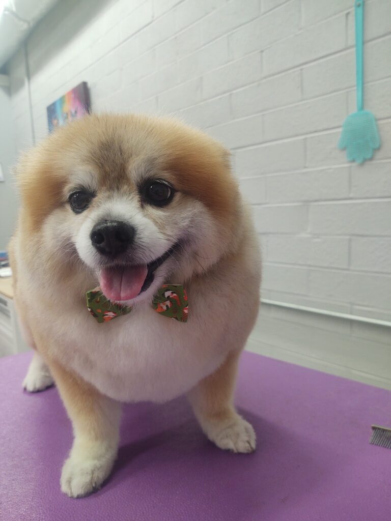 Pet Boutique: Contact and Review | Local Pet Stores