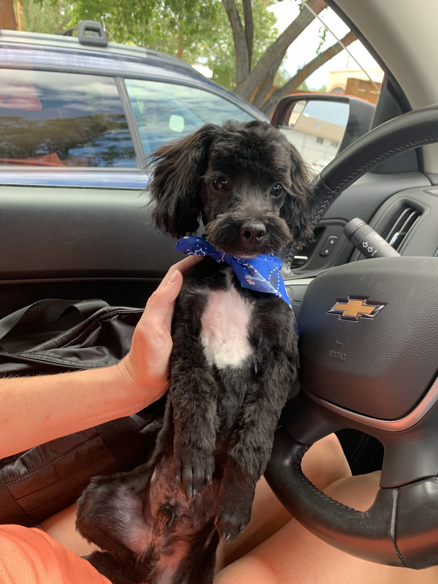 Reola's Regal Beagle: Contact and Review | Local Pet Stores