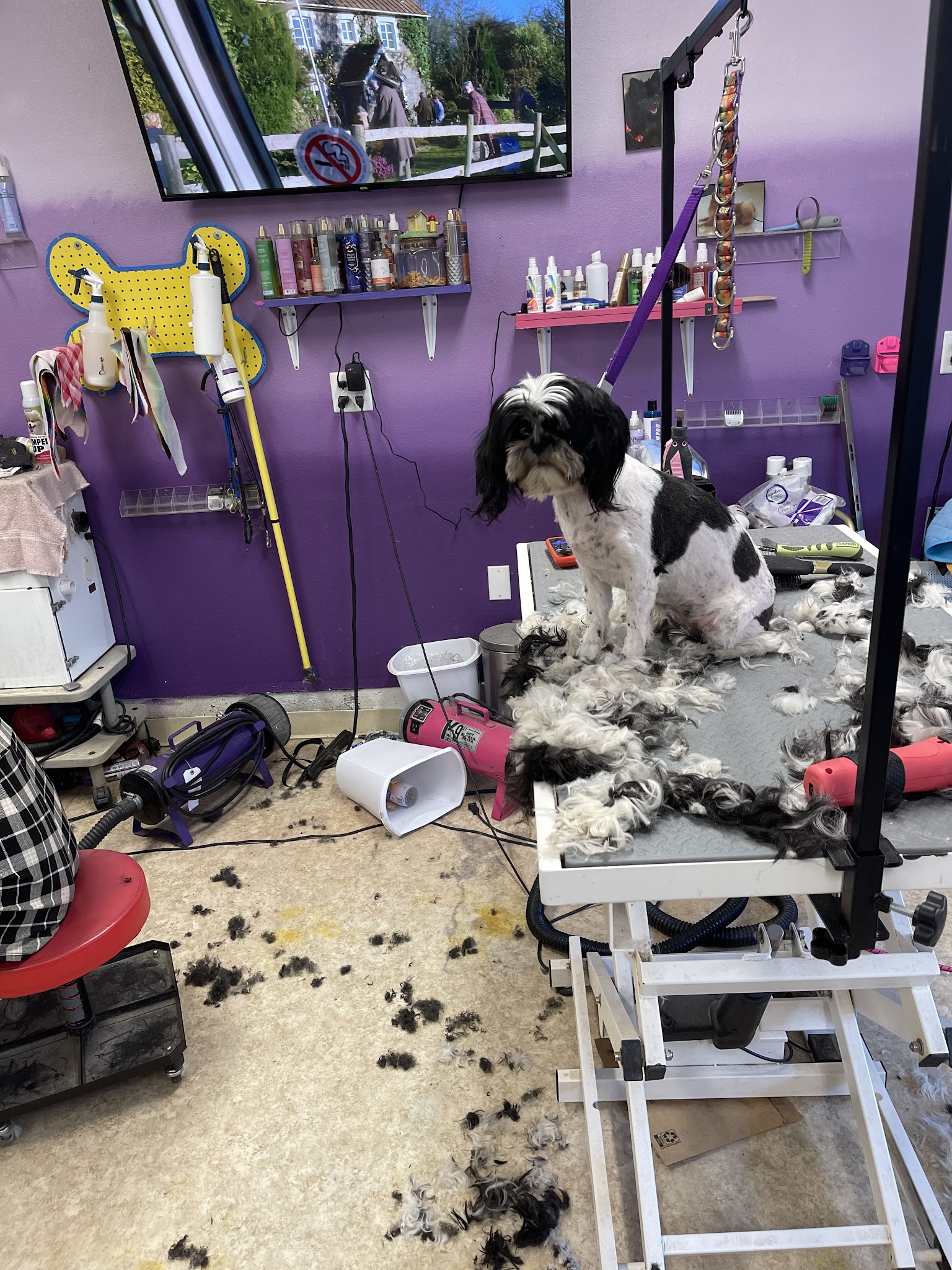 Barks N Bubbles Dog Grooming: Contact and Review | Local Pet Stores