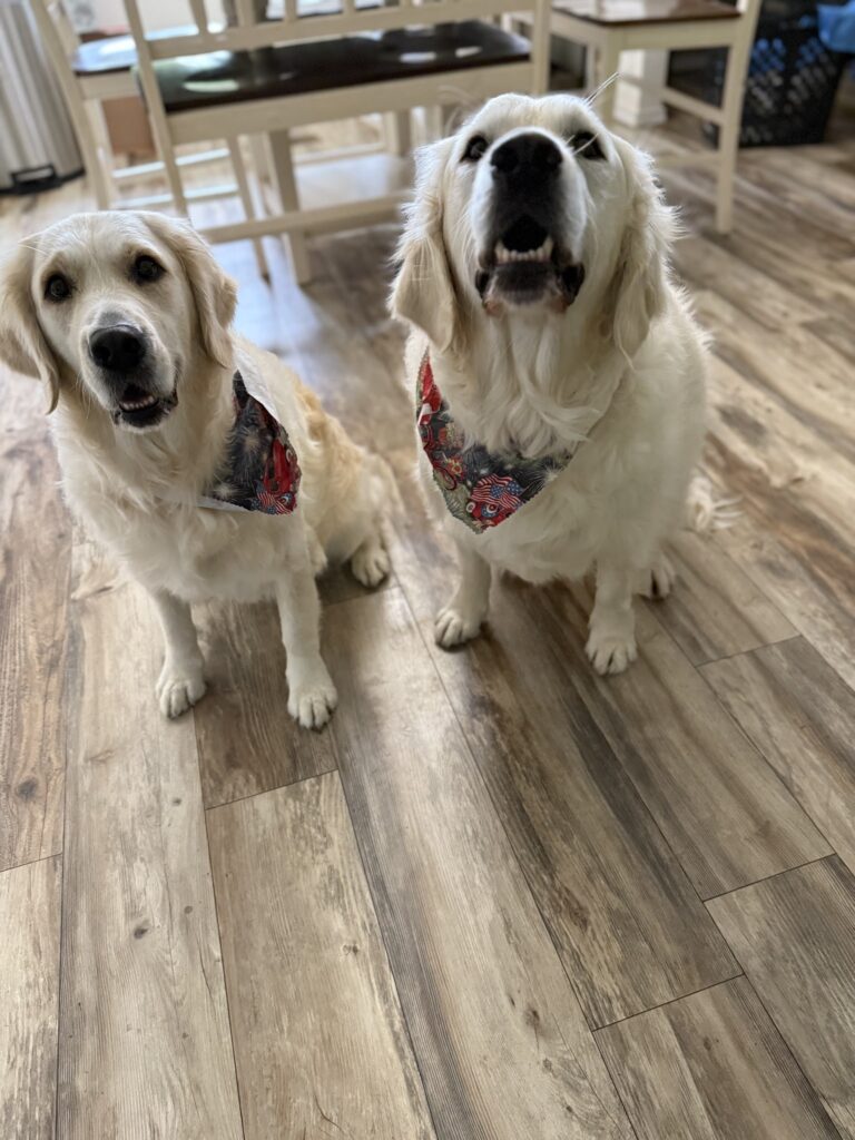 Barks N Bubbles Dog Grooming: Contact and Review | Local Pet Stores