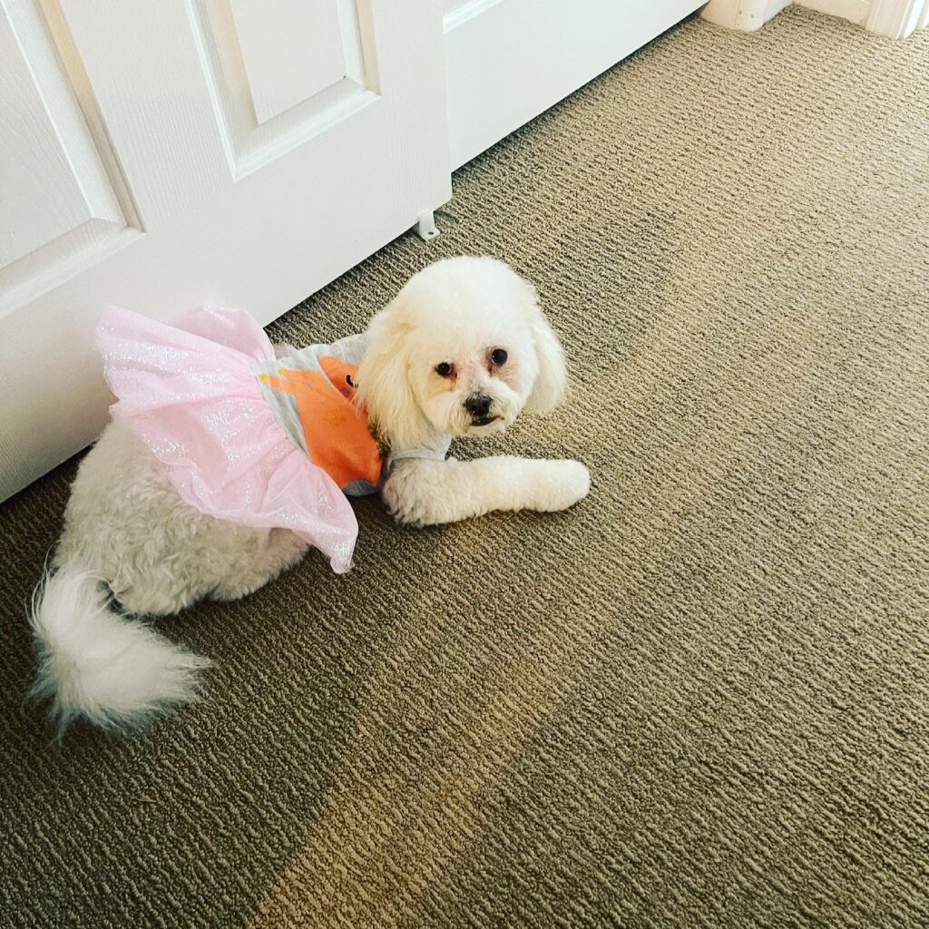 Bow Wow Meow Pet Grooming: Contact and Review | Local Pet Stores