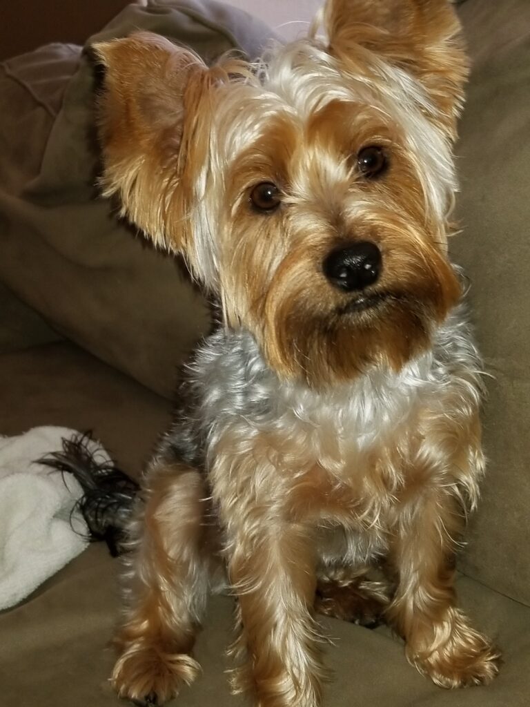 Bow Wow Meow Pet Grooming: Contact and Review | Local Pet Stores